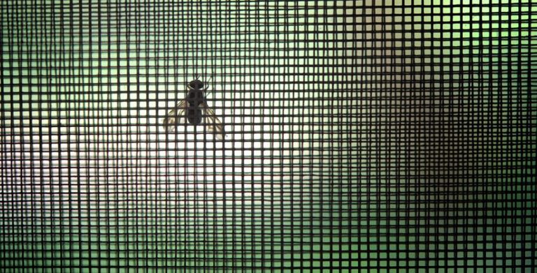 How To Get Flies Out Of Day And Night Blinds: A Comprehensive Guide ...