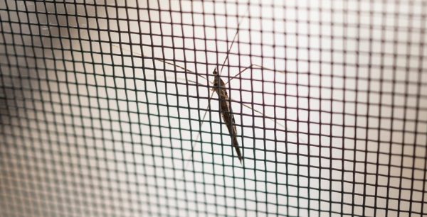 How To Get Flies Out Of Day And Night Blinds: A Comprehensive Guide ...